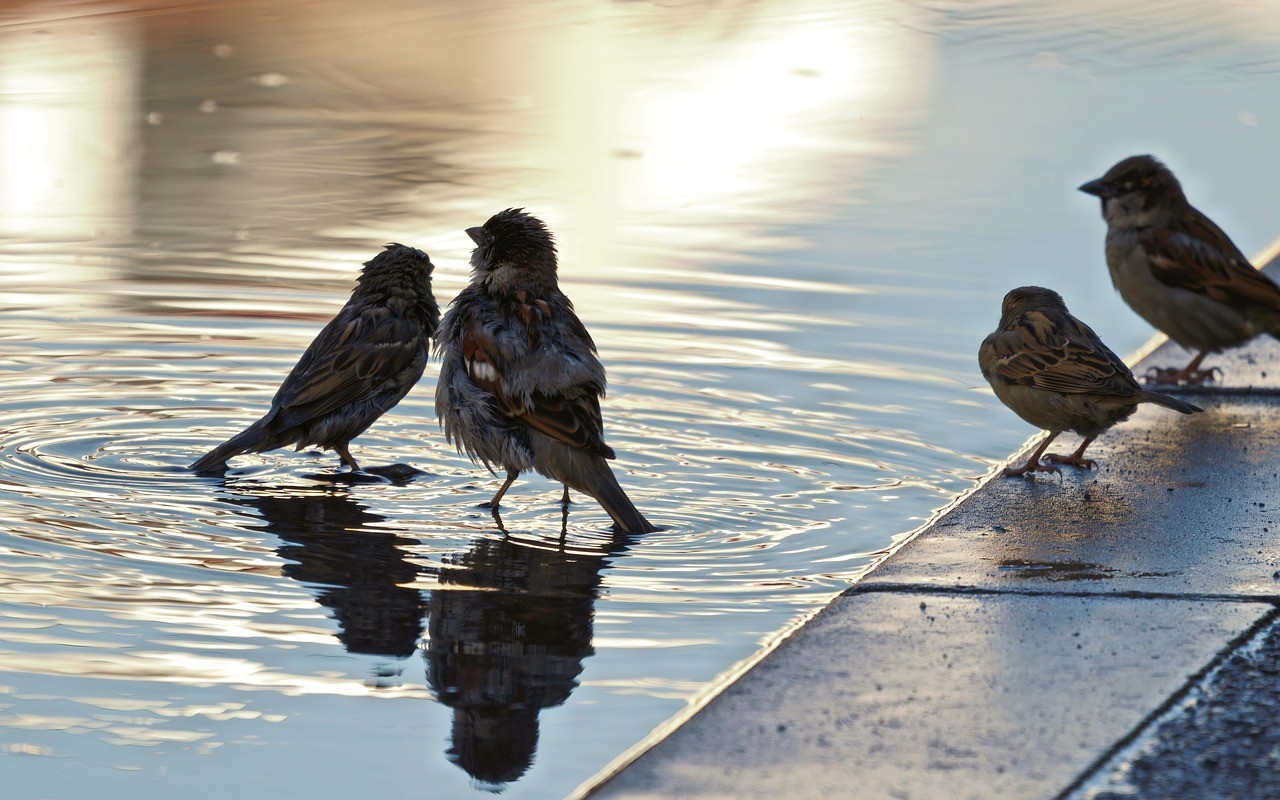 Weekly Update - February 27 - West Springs School