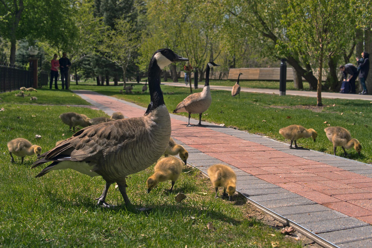 Week at a Glance - May 30 - West Springs School